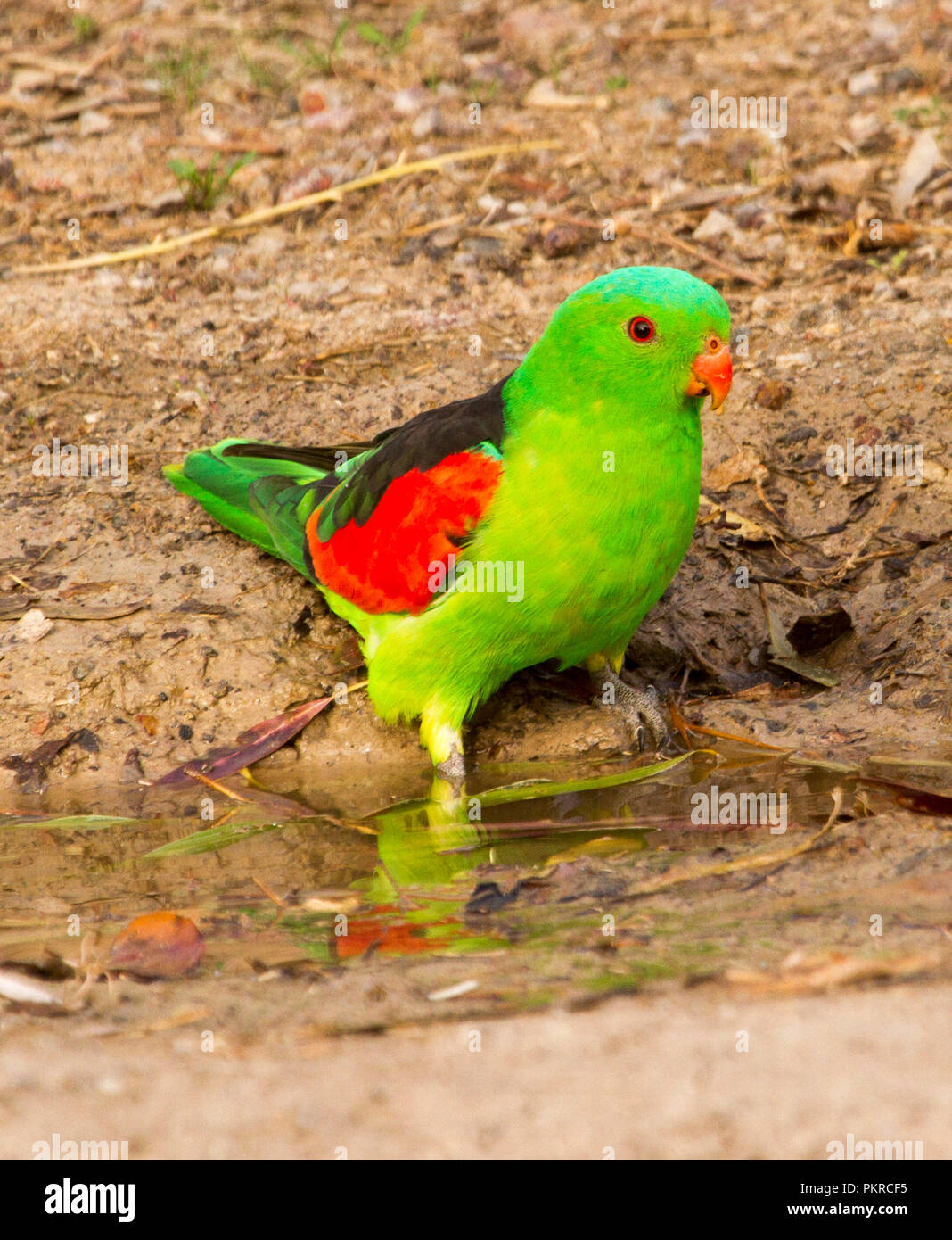 Spectacular red and green male Australian red-winged parrot Aprosmictus ...