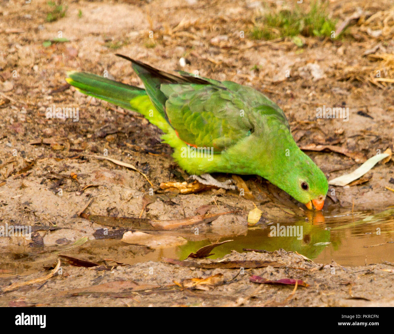 Green female Australian red-winged parrot Aprosmictus erythropterus ...