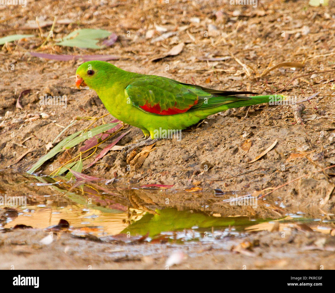 Red and green female Australian red-winged parrot Aprosmictus ...
