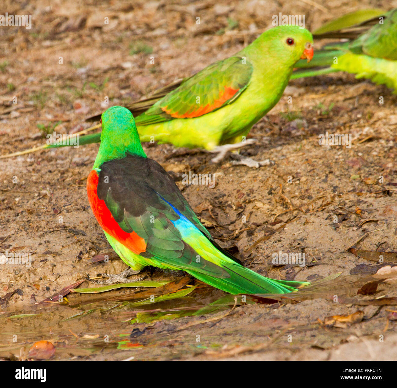 Pair of spectacular red and green Australian red-winged parrots ...