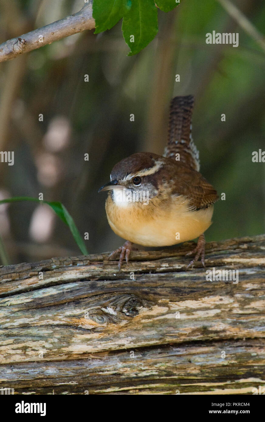 Carolina Wren; Thryothorus ludovicianus Stock Photo - Alamy