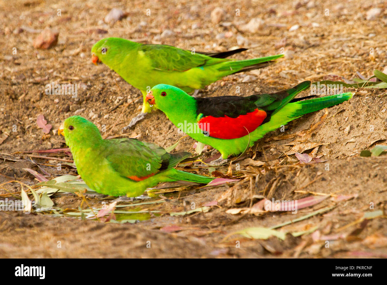 Australian parrot pair hi-res stock photography and images - Alamy