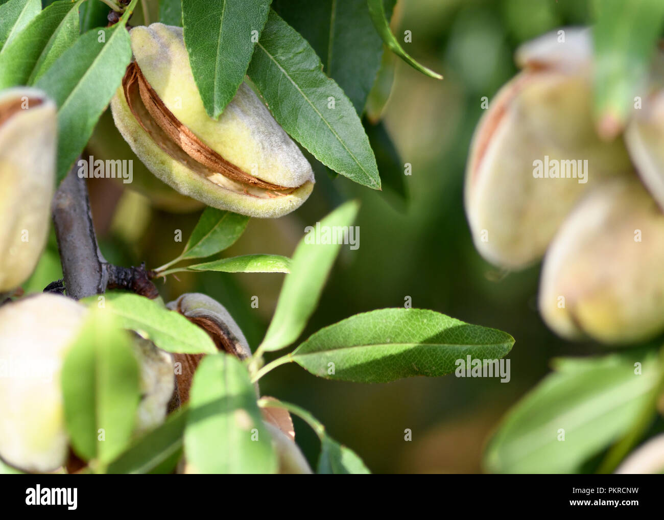 Almond trees harvest hi-res stock photography and images - Alamy