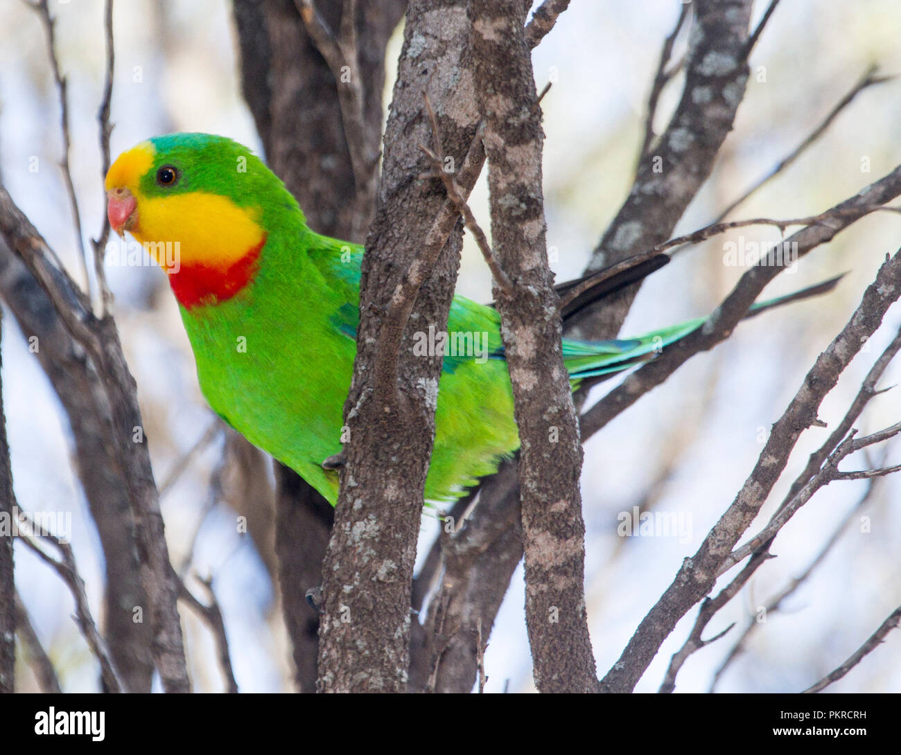 Stunning vivid green, red and yellow male superb / scarlet -breasted ...