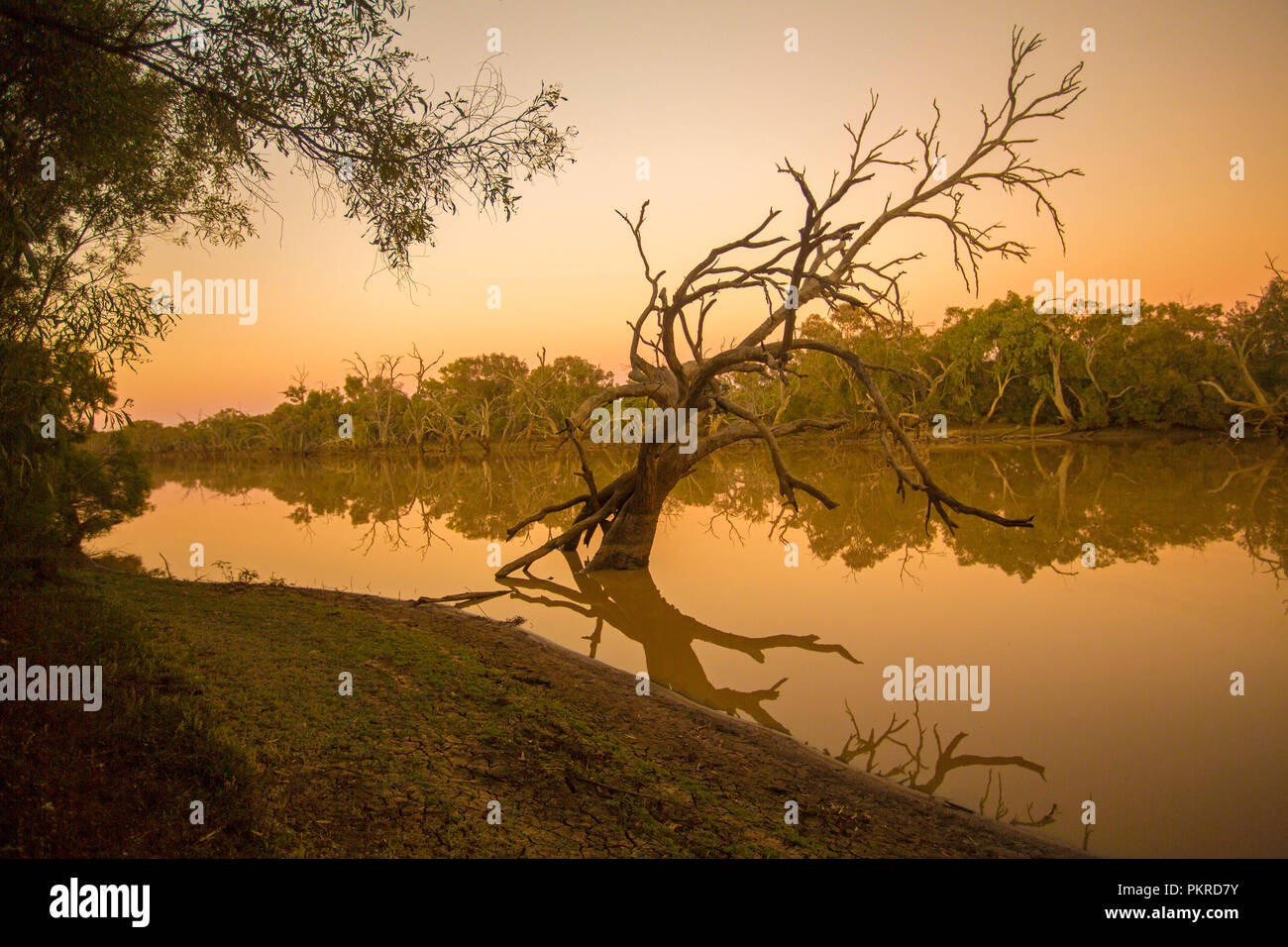 Sunset over Warrego River with vibrant orange sky and dead tree ...
