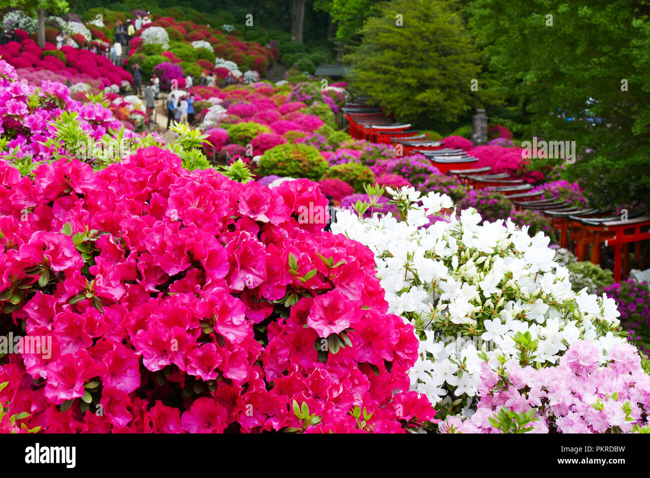 Beautiful pink azalea flowers in full bloom with red Torii gate in the ...