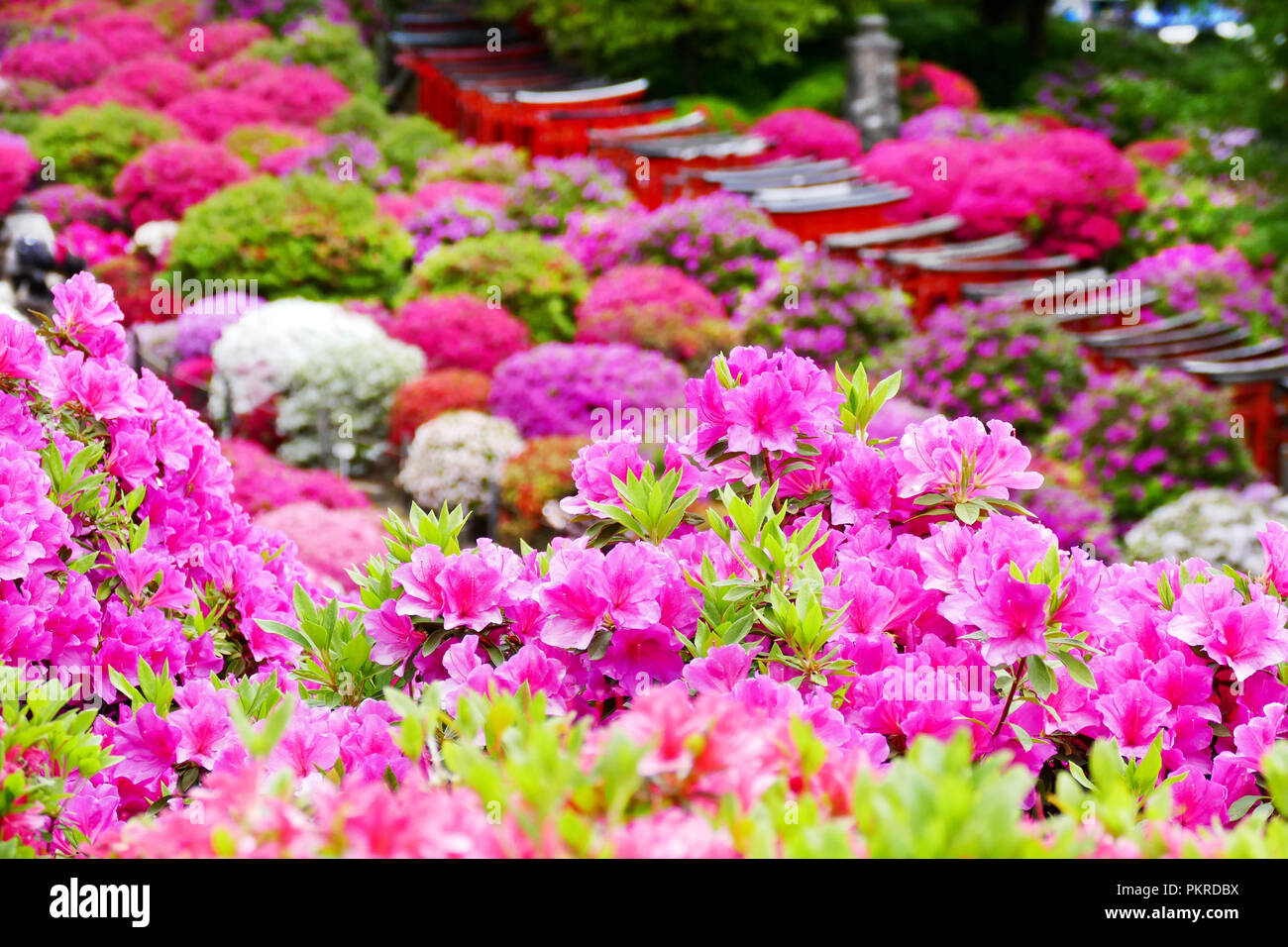 Azalea Festival In Japan