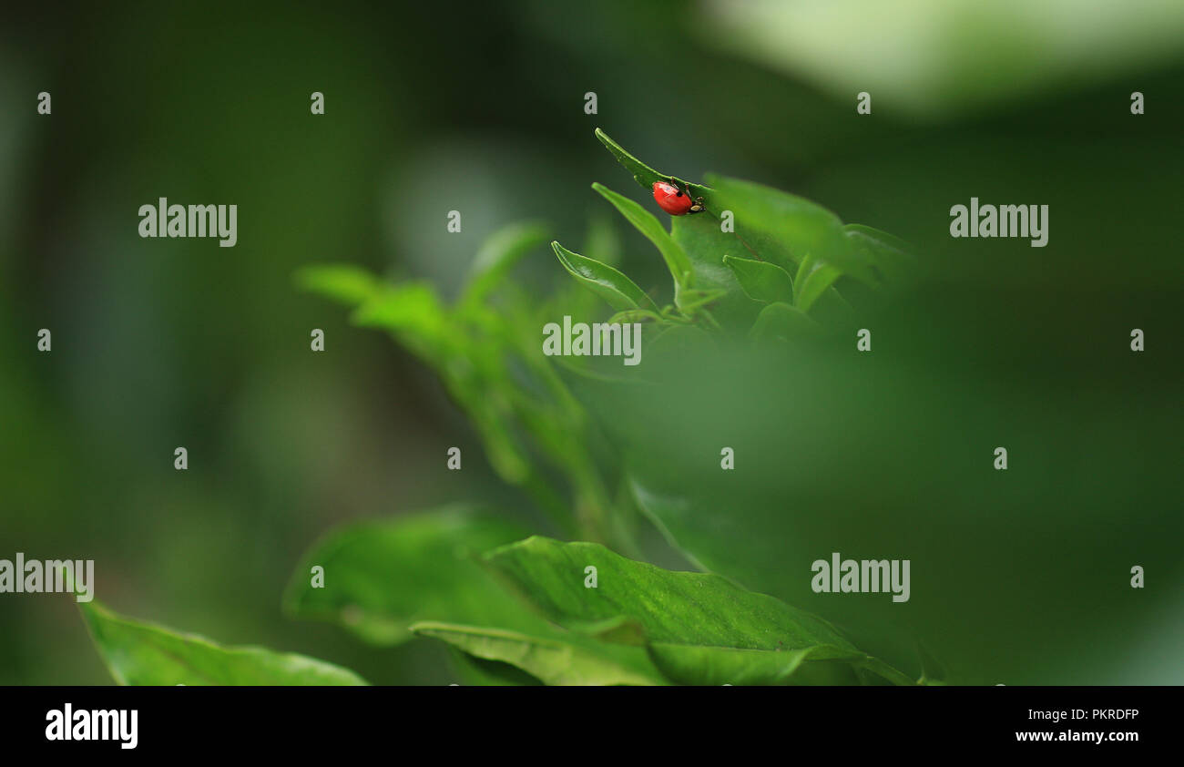 Leaf eating lady beetle hi-res stock photography and images - Alamy