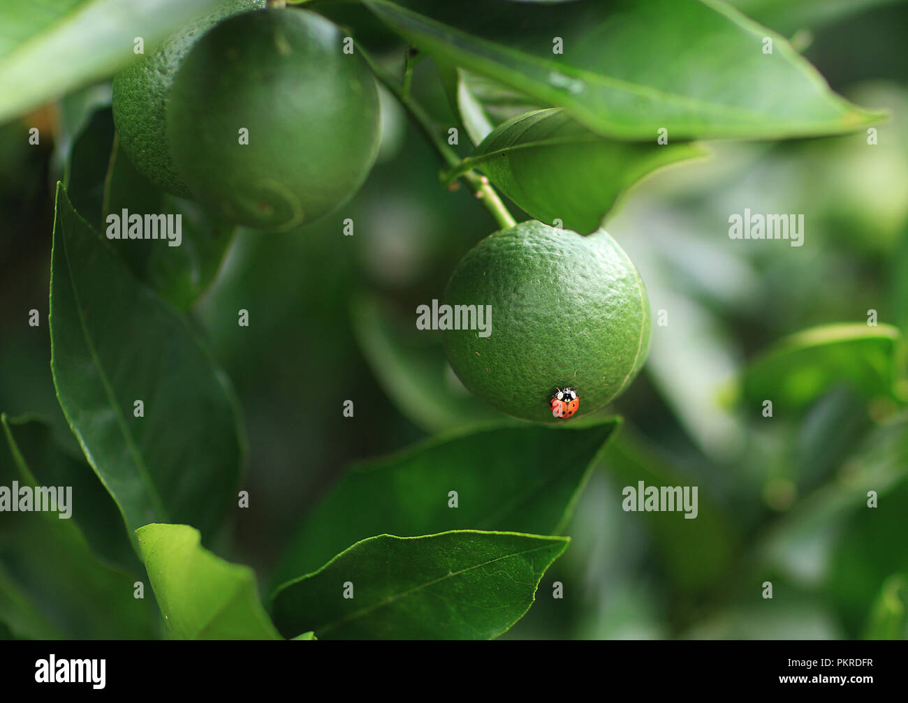 Ladybug on orange. Ladybug on the plant Stock Photo - Alamy