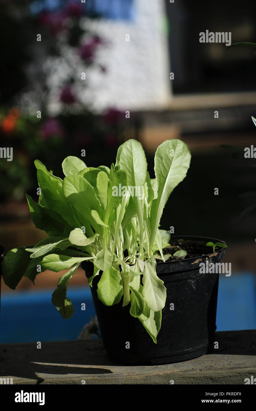 Spring flowers lettuce gardening hi-res stock photography and images ...