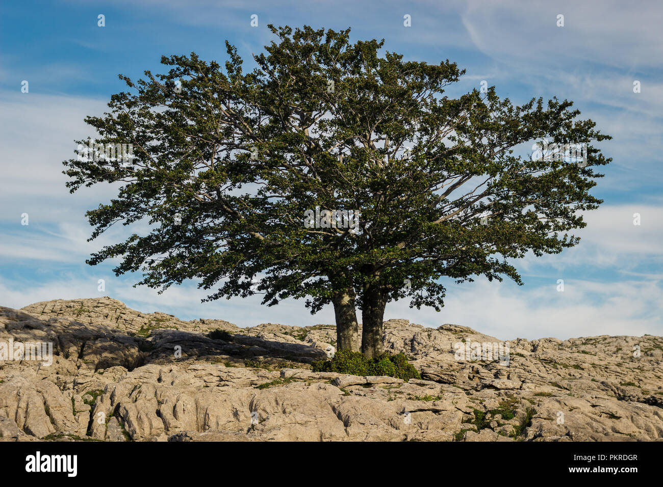 Twin trees hi-res stock photography and images - Alamy