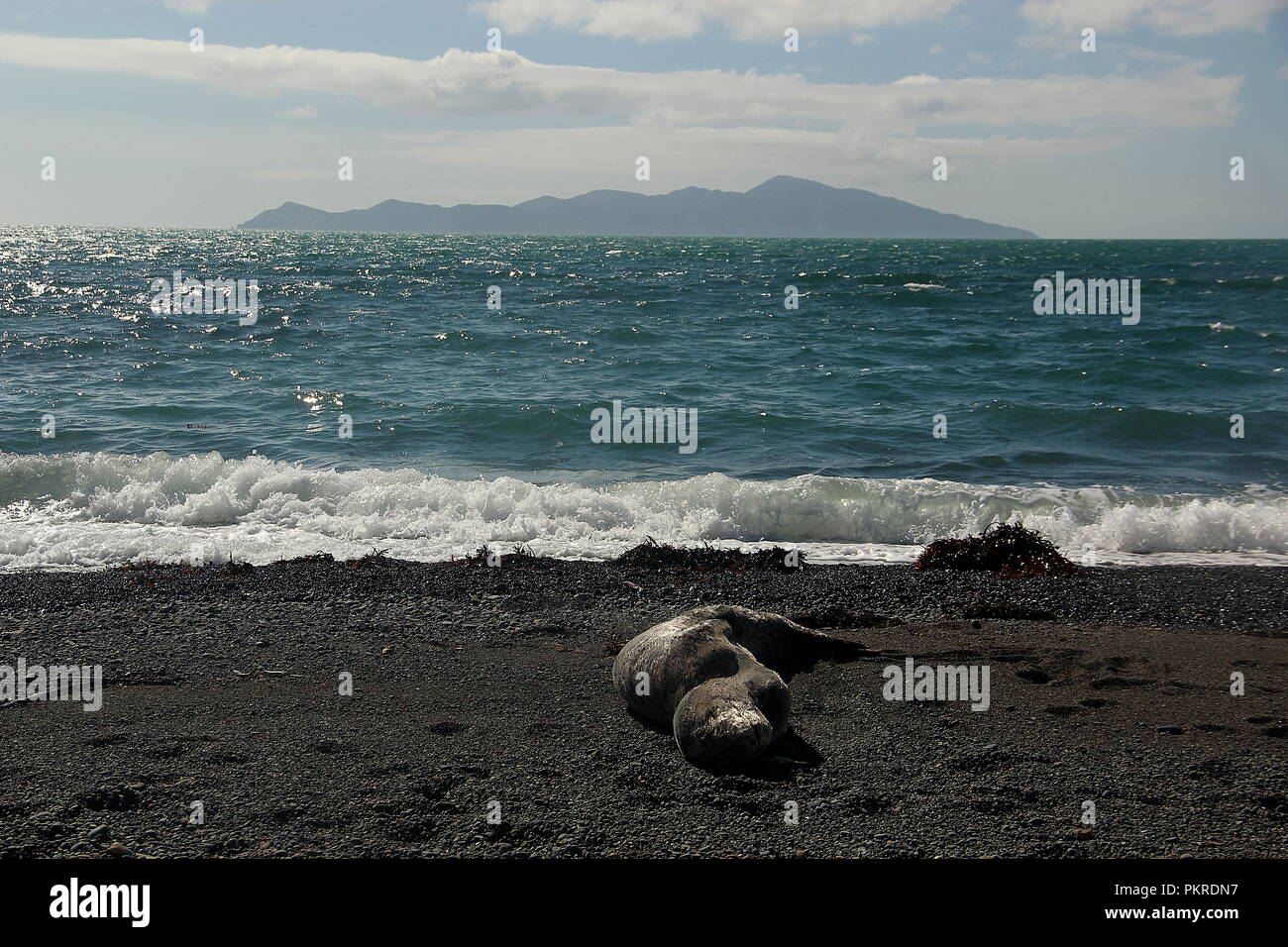 Seal leopard hi-res stock photography and images - Alamy