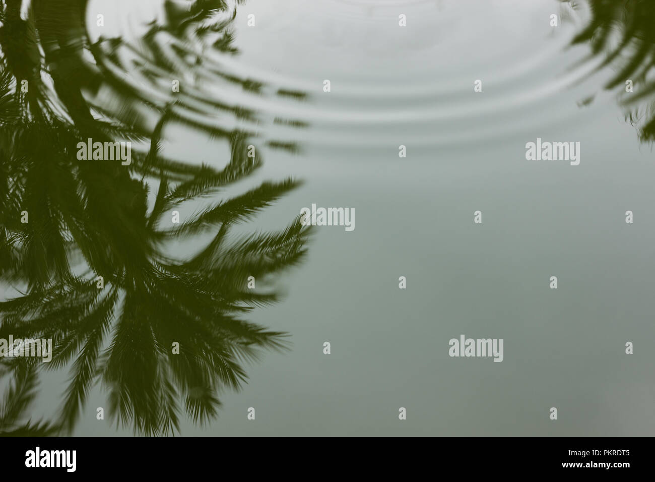 Pond surface reflections trees moving hi-res stock photography and ...