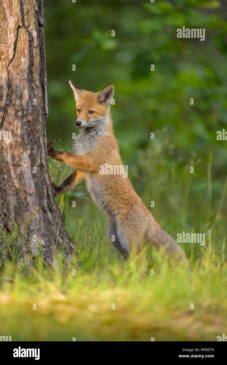 Red Fox, vulpes vulpes, Young Fox, stands at the tree trunk, Germany ...