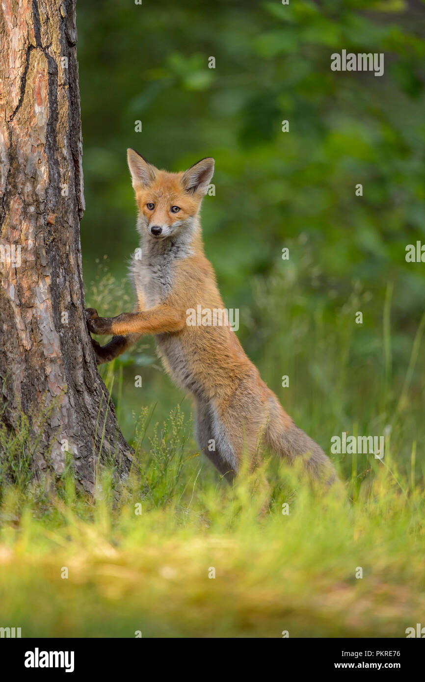 Red Fox, vulpes vulpes, Young Fox, Germany, Europe Stock Photo - Alamy