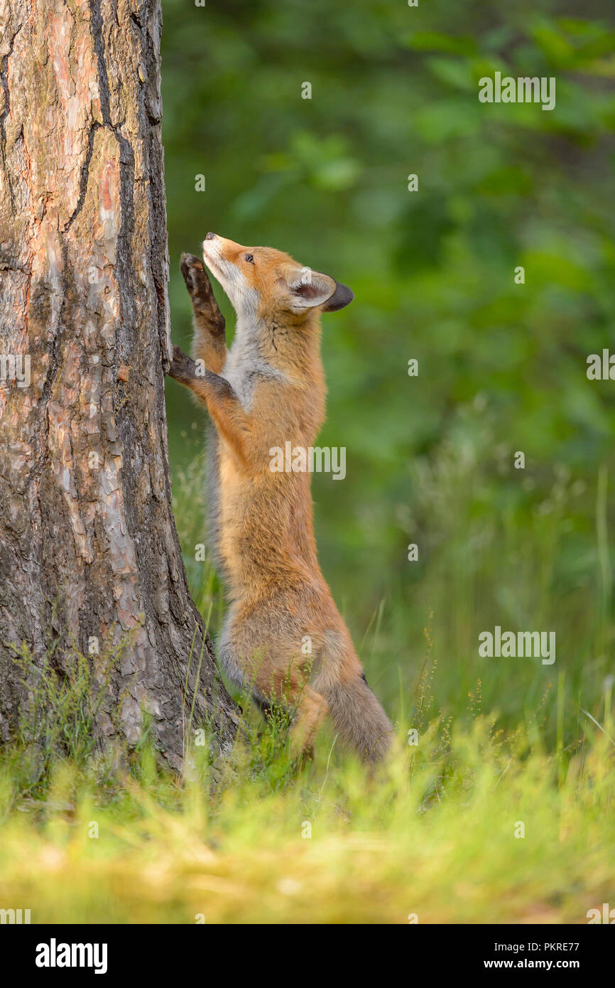 Red Fox, vulpes vulpes, Young Fox, Germany, Europe Stock Photo - Alamy