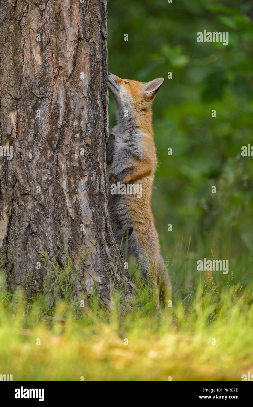 Red Fox, vulpes vulpes, Young Fox, stands at the tree trunk, Germany ...