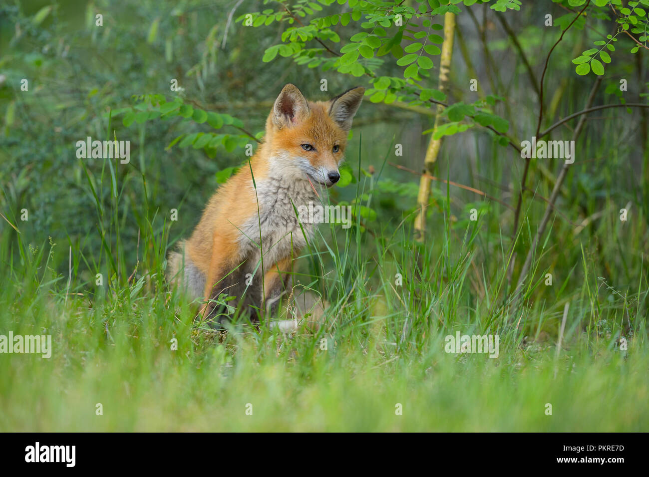 Red Fox, vulpes vulpes, Young Fox, Germany, Europe Stock Photo - Alamy
