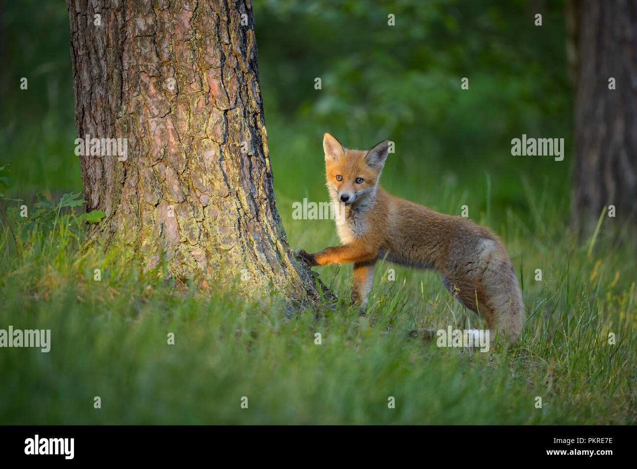 Red Fox, vulpes vulpes, Young Fox, Germany, Europe Stock Photo - Alamy