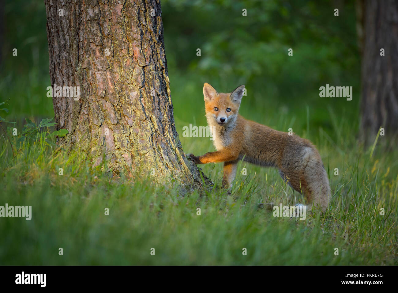 Red Fox, vulpes vulpes, Young Fox, Germany, Europe Stock Photo - Alamy