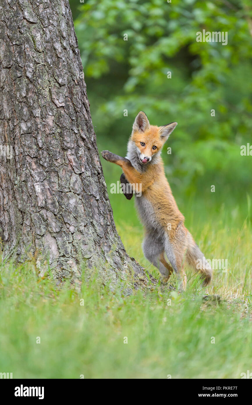 Red Fox, vulpes vulpes, Young Fox, stands at the tree trunk, Germany ...