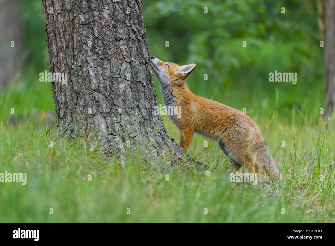 Red Fox, vulpes vulpes, Young Fox, Germany, Europe Stock Photo - Alamy