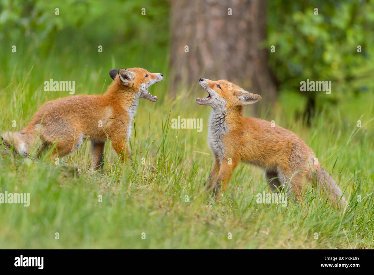 Baby Foxes Fighting High Resolution Stock Photography and Images - Alamy
