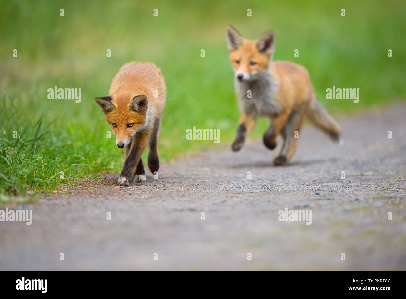 Red Fox, vulpes vulpes, Two Young Foxes, Germany, Europe Stock Photo ...