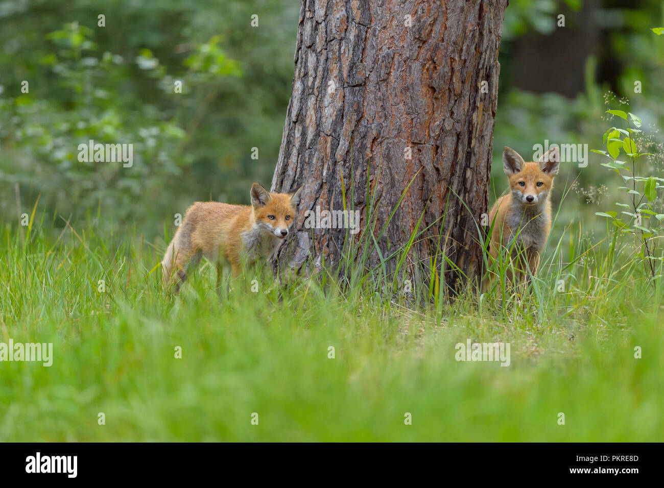 Male fox germany hi-res stock photography and images - Alamy