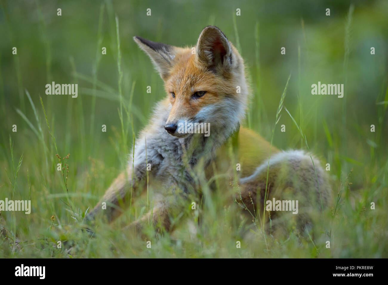 Red Fox, vulpes vulpes, Young Fox Scratching, Germany, Europe Stock ...