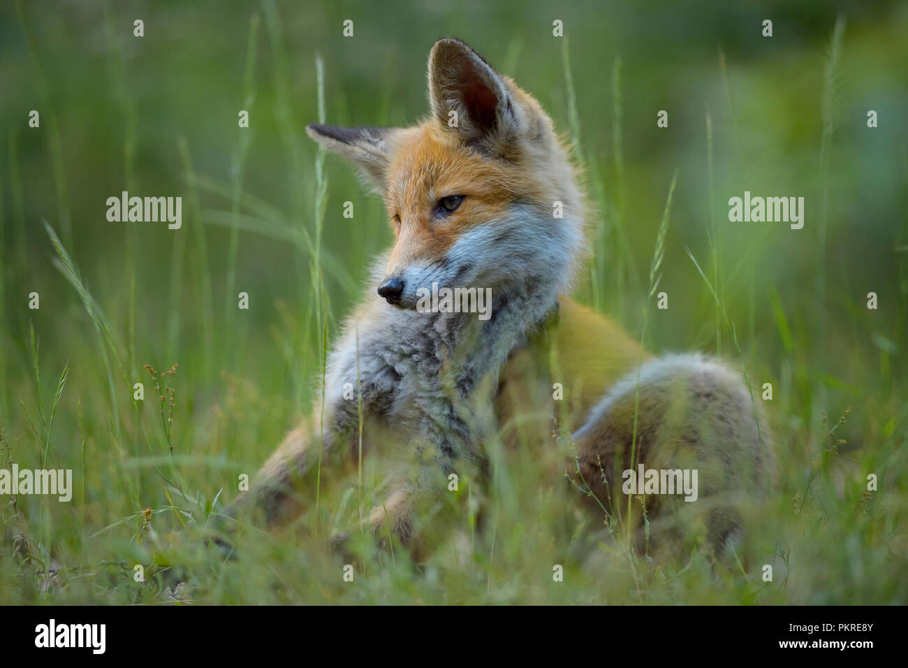 Red Fox, vulpes vulpes, Young Fox Scratching, Germany, Europe Stock ...