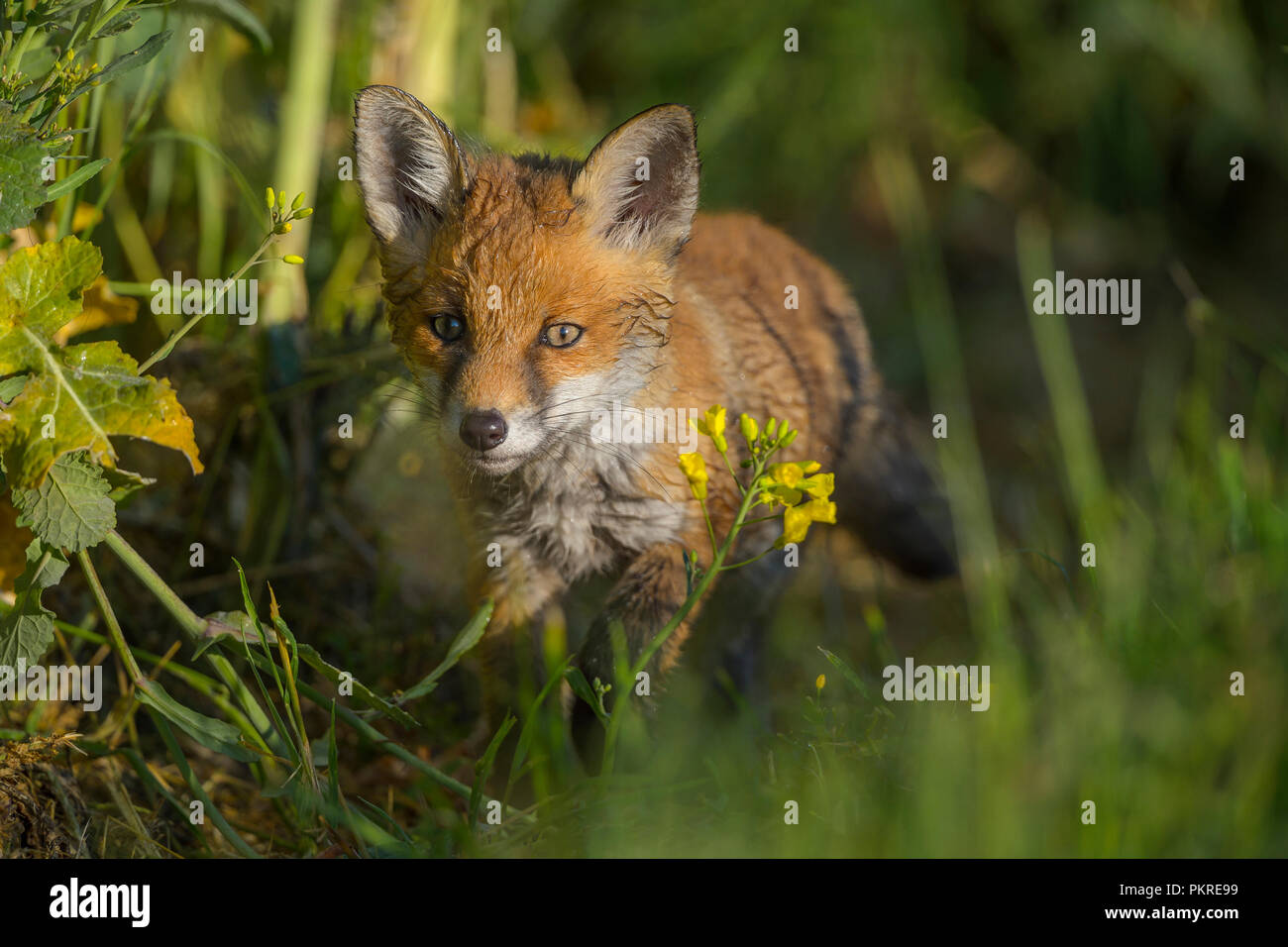 Red Fox, vulpes vulpes, Young Fox, Germany, Europe Stock Photo - Alamy