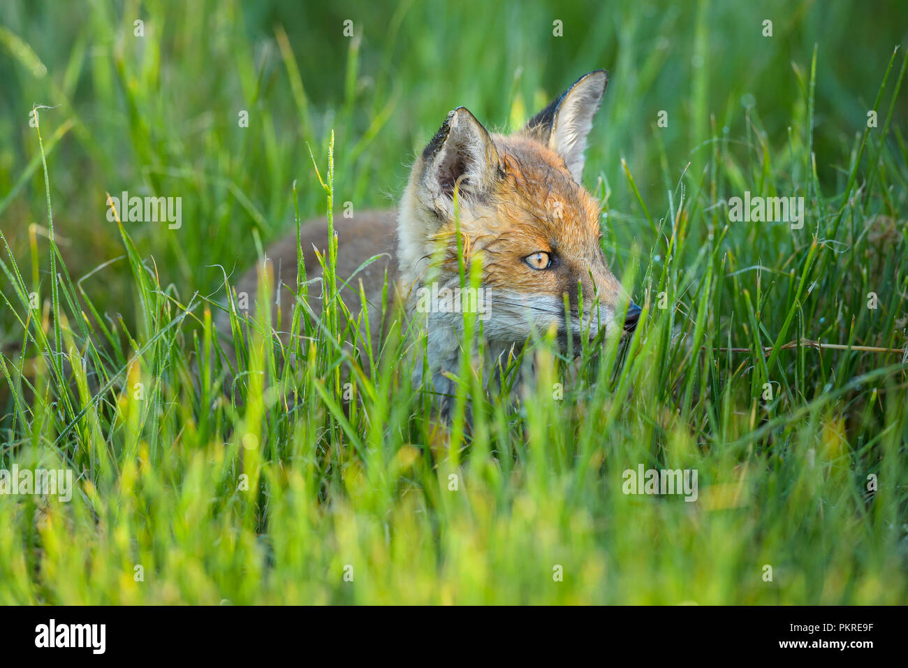 Red Fox, vulpes vulpes, Young Fox, Germany, Europe Stock Photo - Alamy