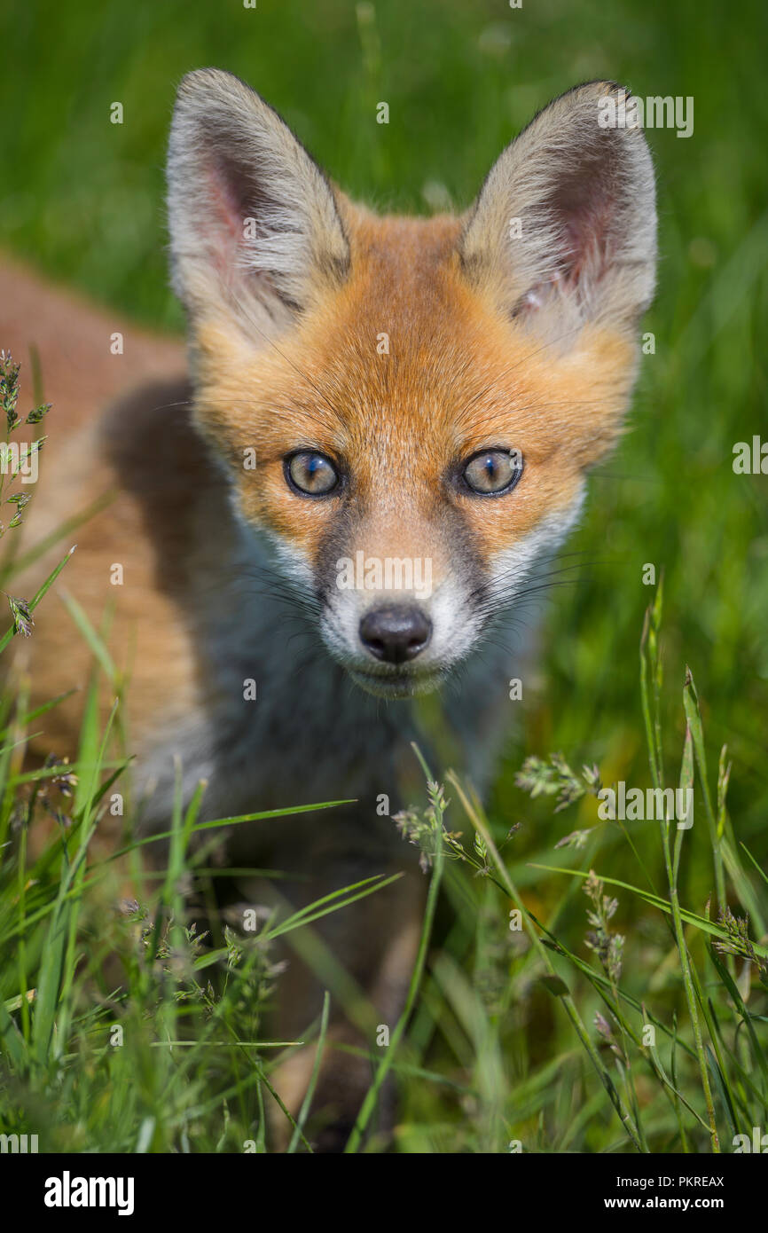 Red Fox, vulpes vulpes, Young Fox, Germany, Europe Stock Photo - Alamy