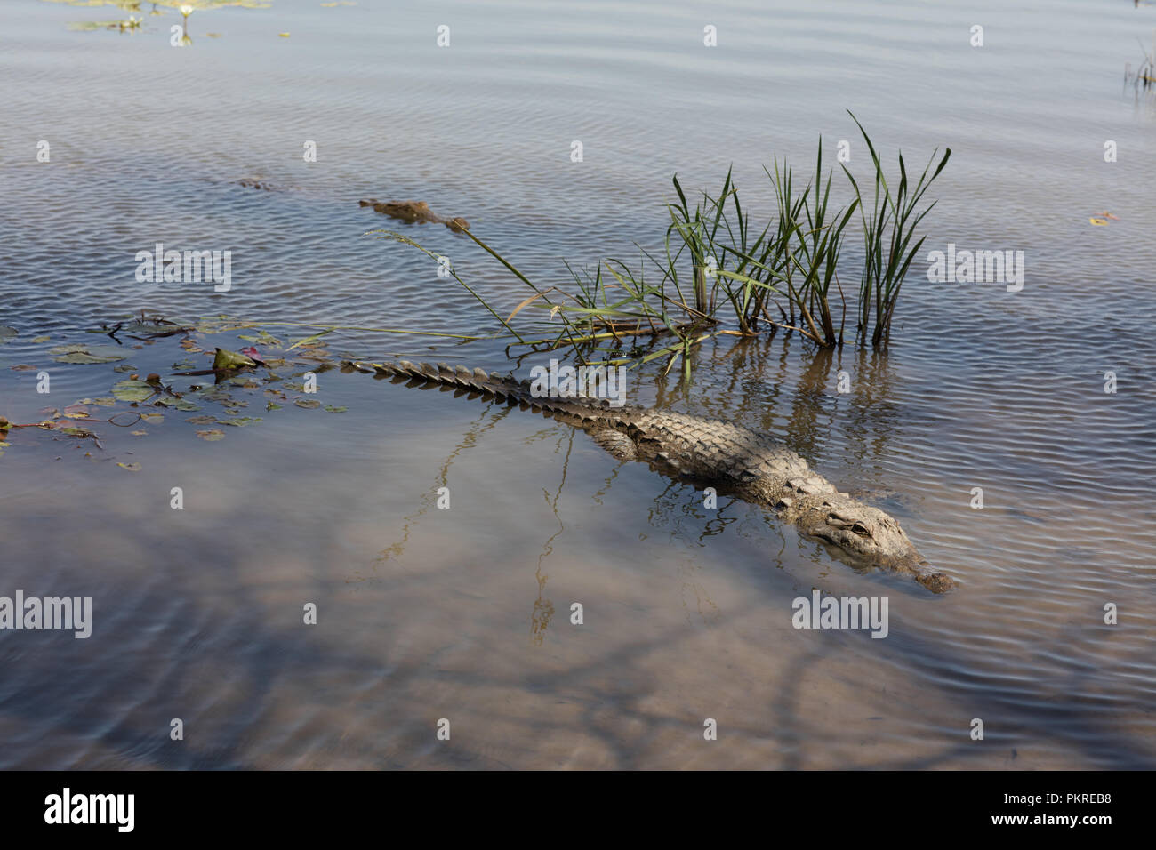 Sacred crocodile in Sabou, Burkina Faso, Africa Stock Photo - Alamy