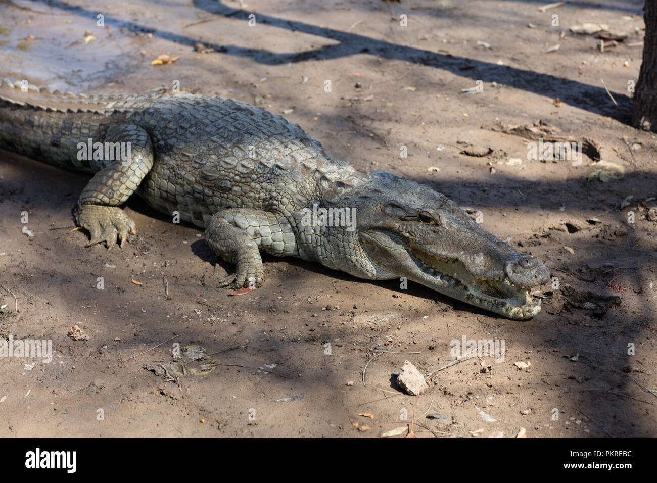 Sacred crocodile in Sabou, Burkina Faso, Africa Stock Photo - Alamy