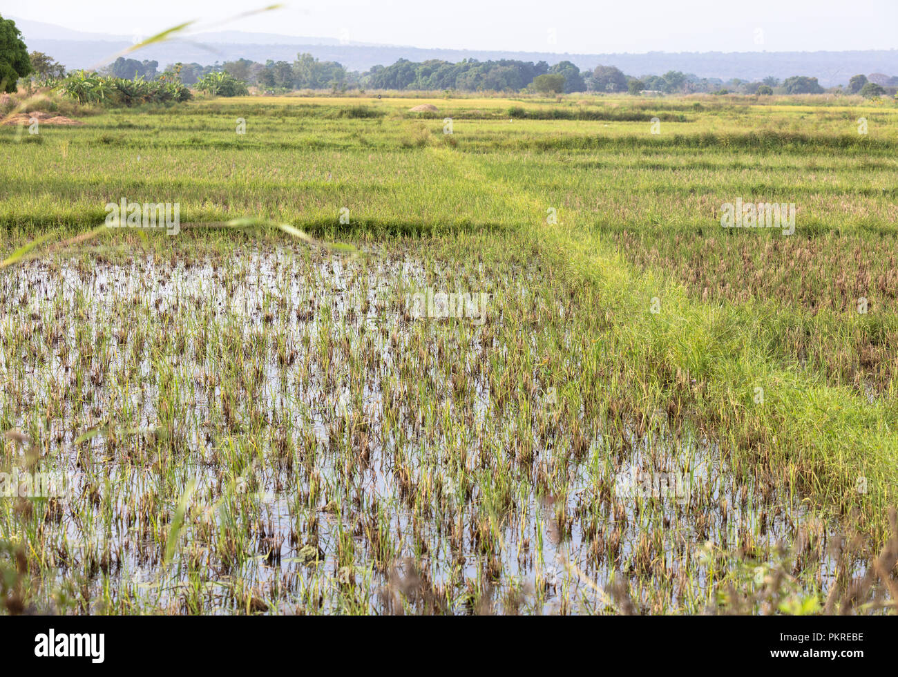 In Cascades region of Burkina Faso there many cultivations of rice ...