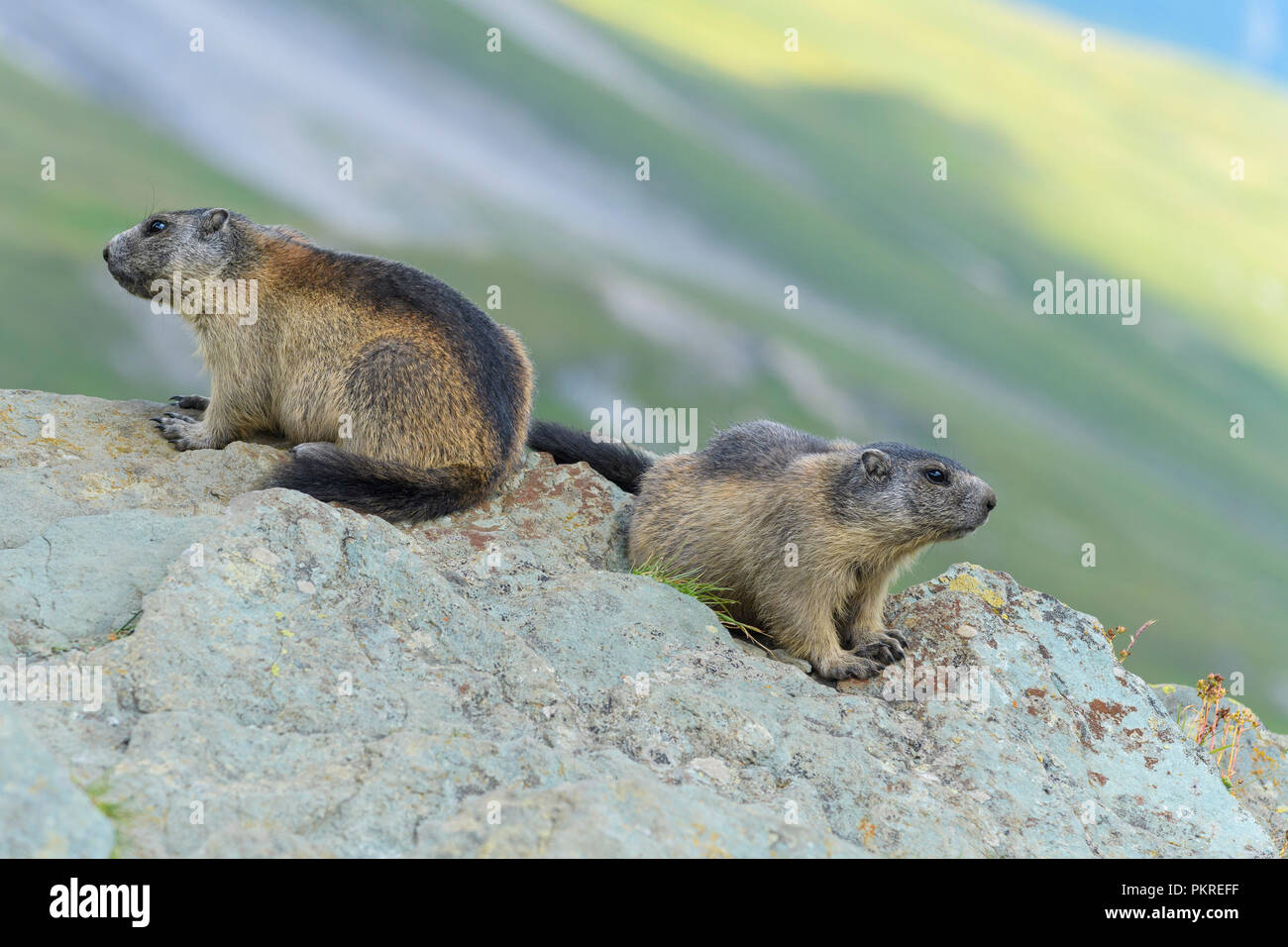 Alpine Marmot, Marmota marmota, two young, Hohe Tauern National park, Austria Stock Photo - Alamy