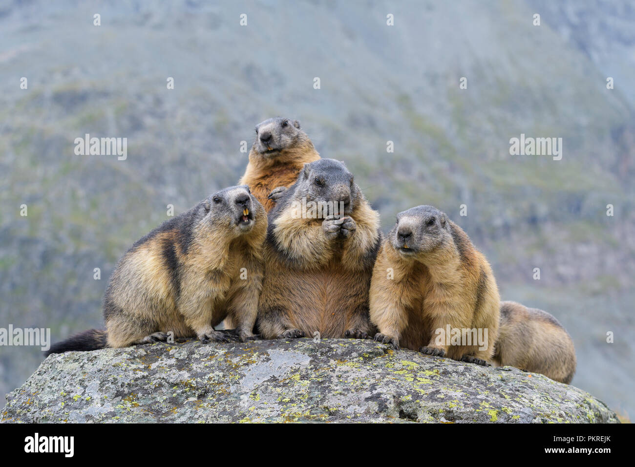 Marmot group hi-res stock photography and images - Alamy