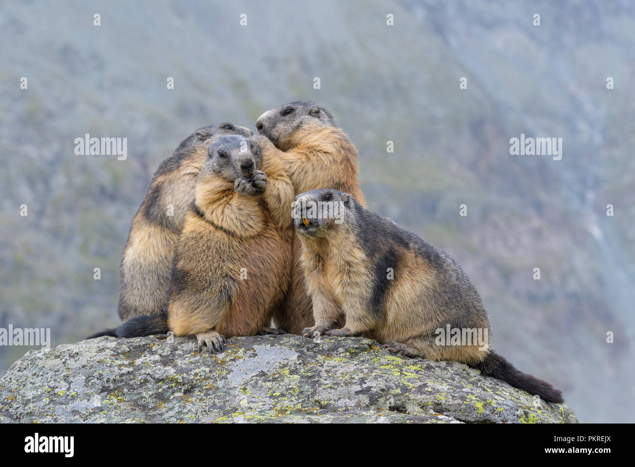 Marmot group hi-res stock photography and images - Alamy