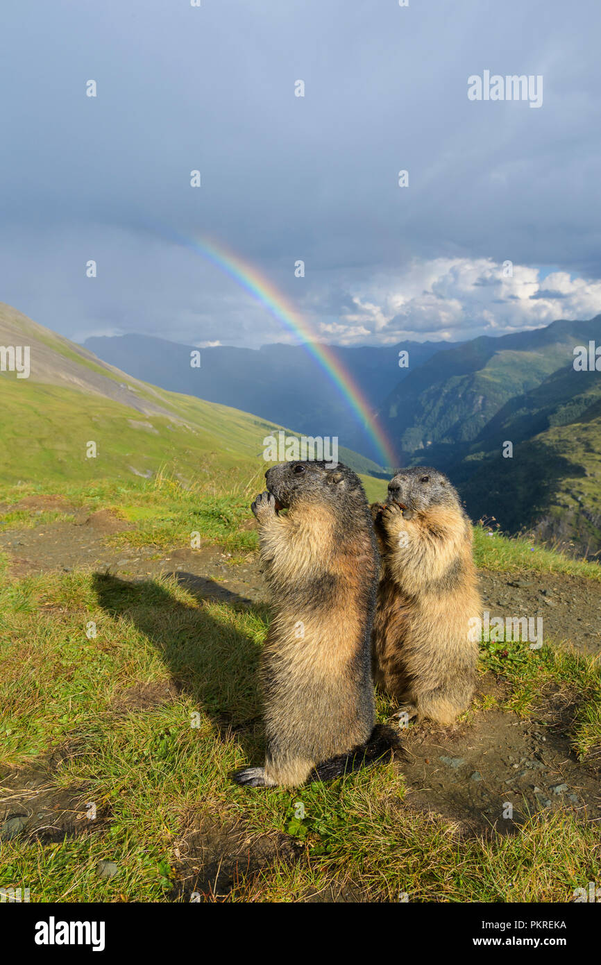 Alpine Marmot, Marmota marmota, two standing animals with rainbow, Hohe ...