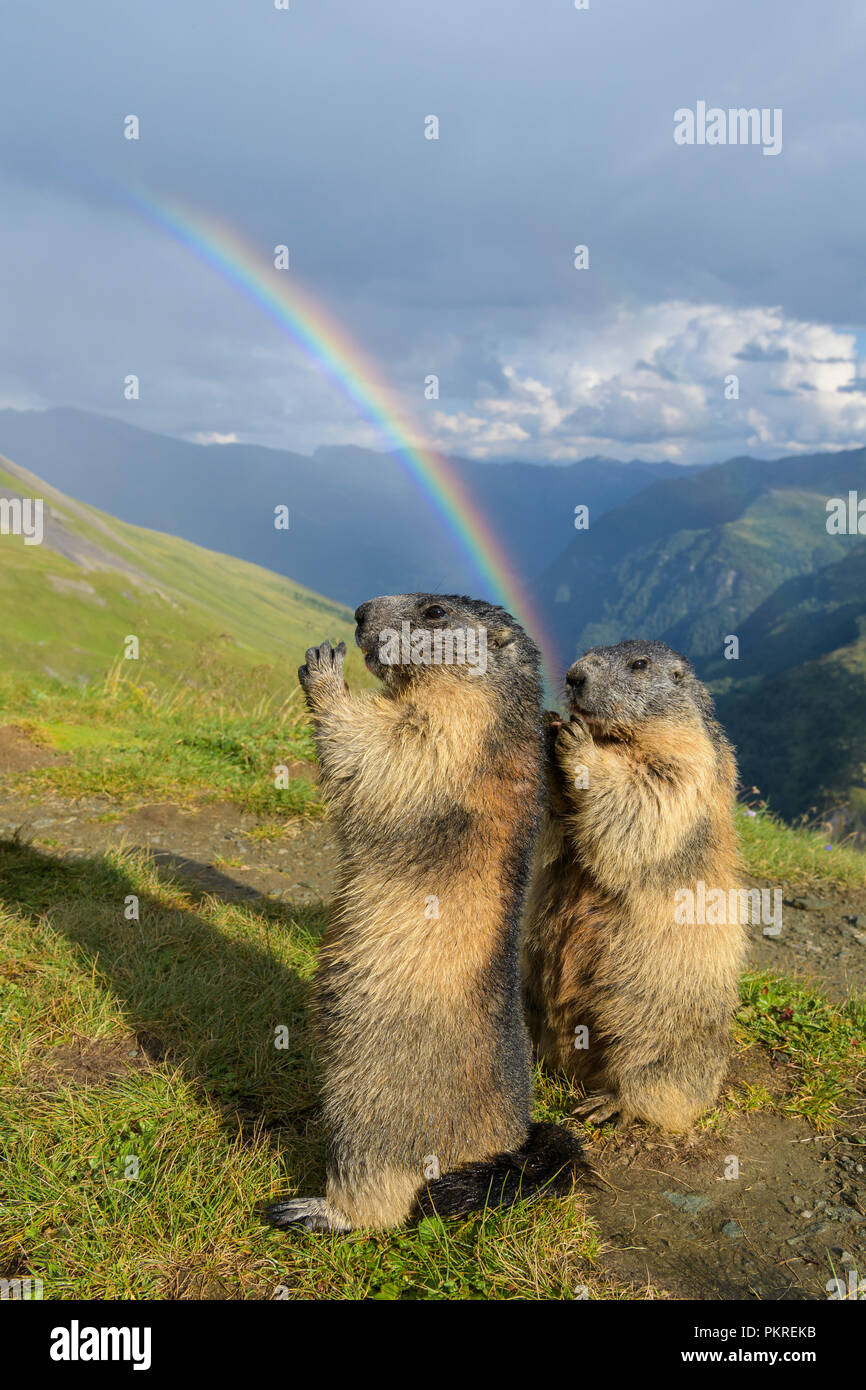 Alpine Marmot, Marmota marmota, two standing animals with rainbow, Hohe ...