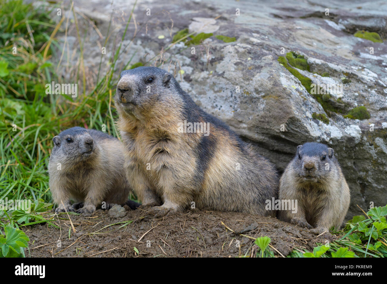 Alpine Marmot, Marmota marmota, adult with two youngs, Hohe Tauern National park, Austria Stock ...