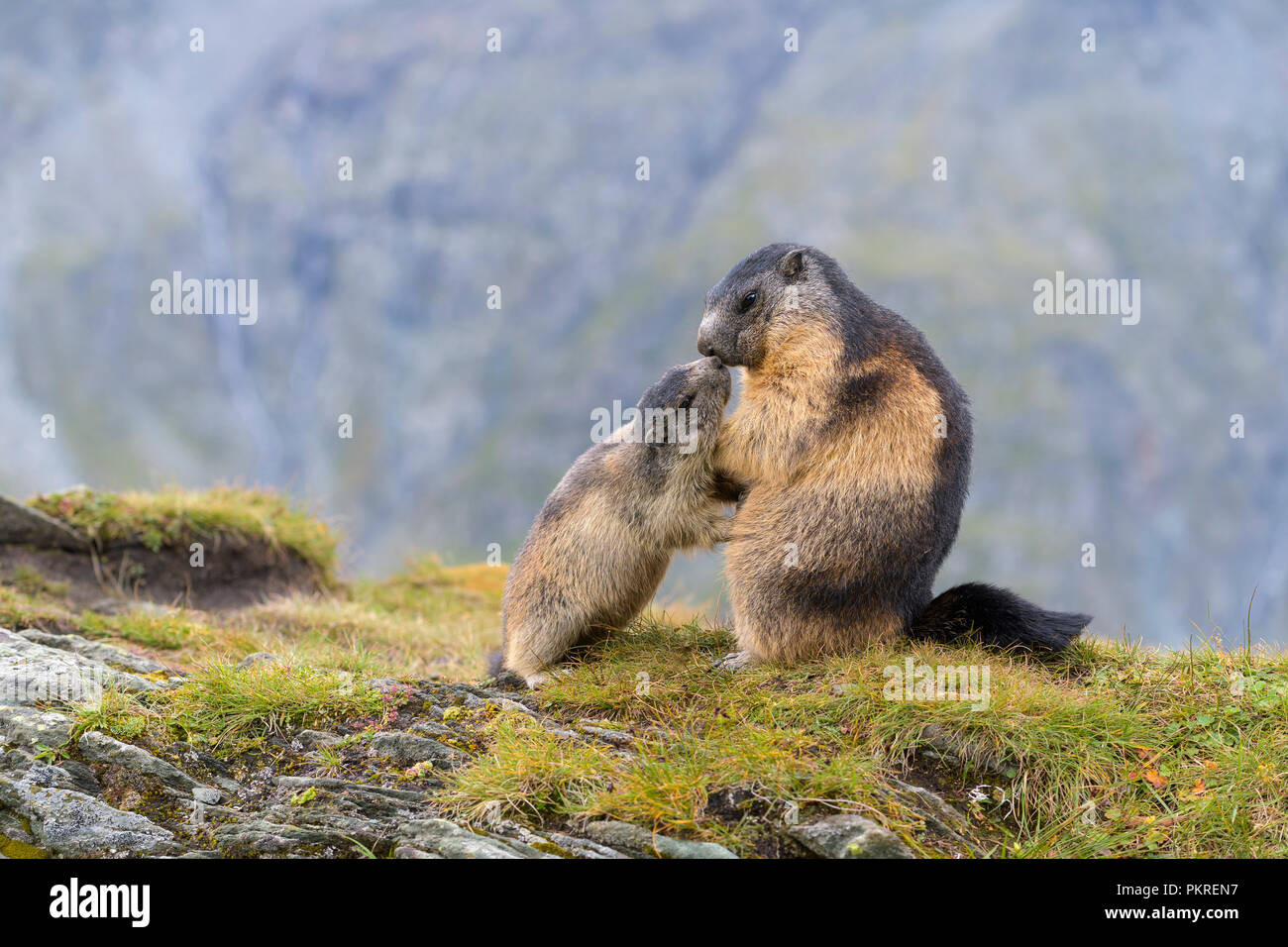 Alpine Marmot, Marmota marmota, adult with young, Hohe Tauern National park, Austria Stock Photo ...
