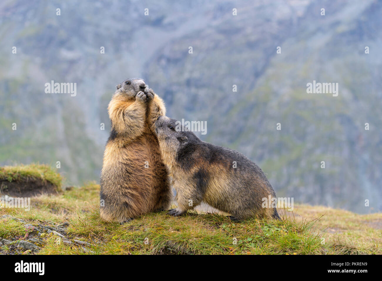 Alpine Marmot, Marmota marmota, two adults, Hohe Tauern National park, Austria Stock Photo - Alamy