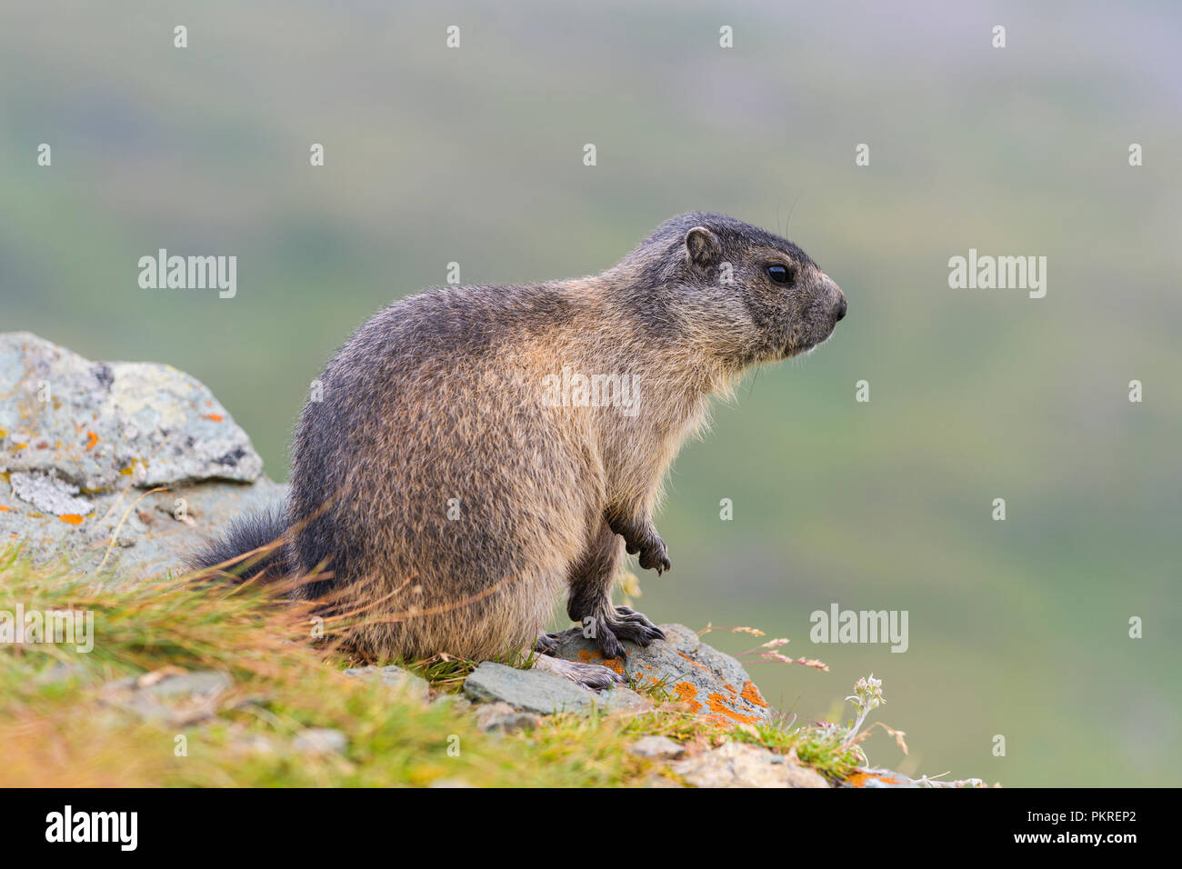Marmota marmota young hi-res stock photography and images - Alamy