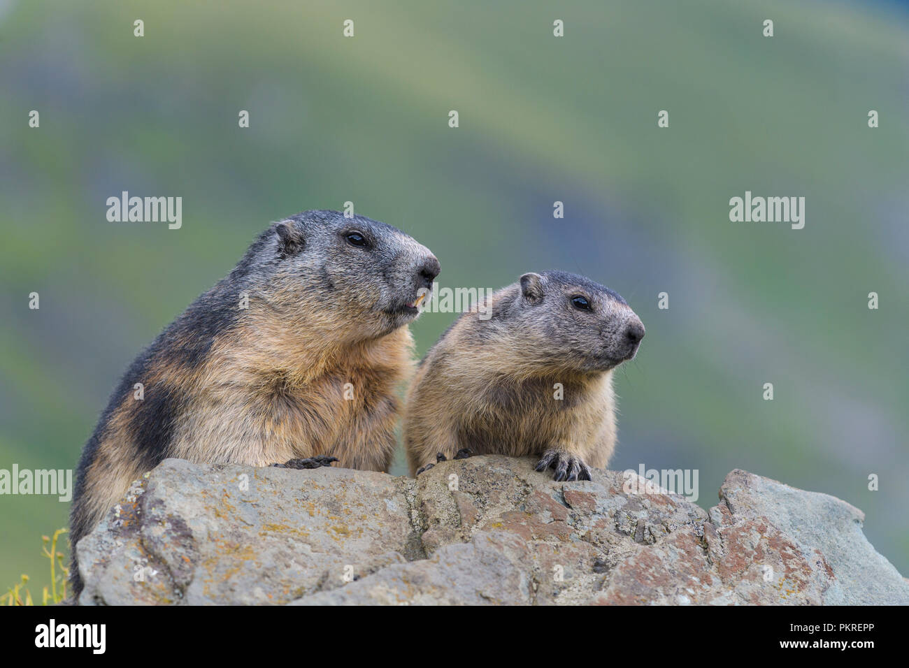 Alpine Marmot, Marmota marmota, adult with young, Hohe Tauern National park, Austria Stock Photo ...