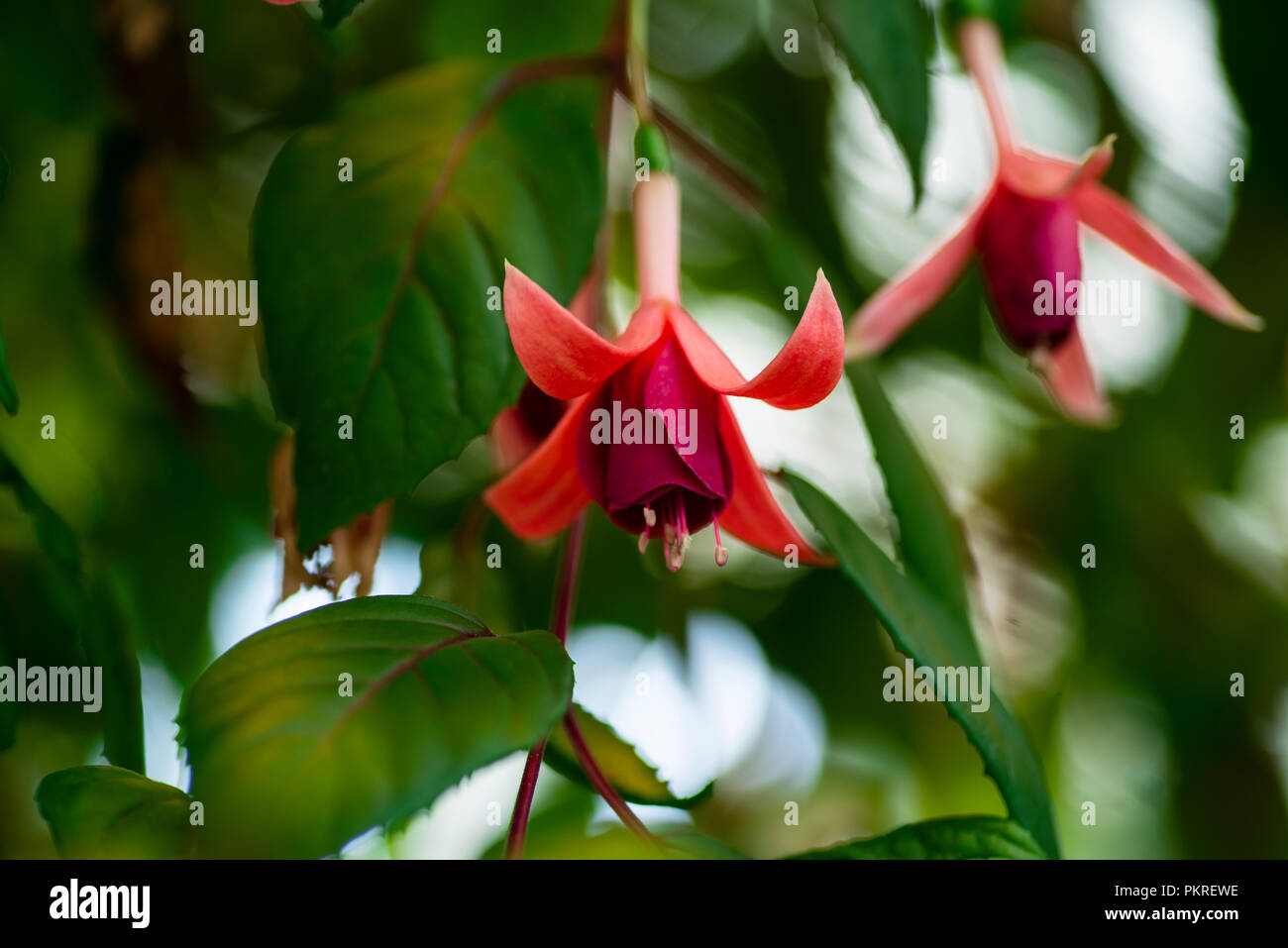 Fuchsia flowers.Beautiful fuchsia flowers in the garden Stock Photo - Alamy