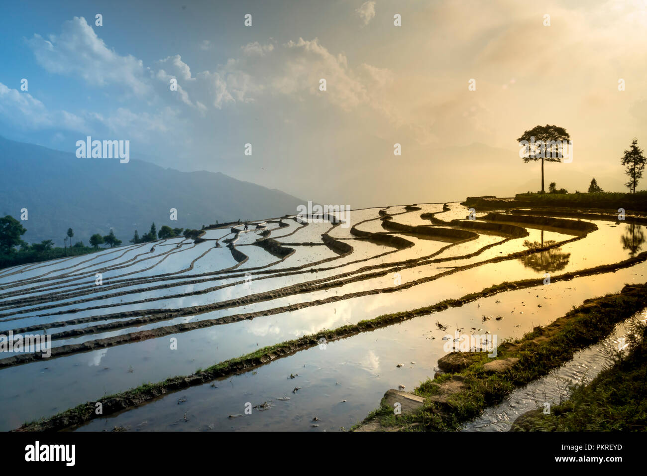 The image is as beautiful as the oil painting of terraced field in Mu ...