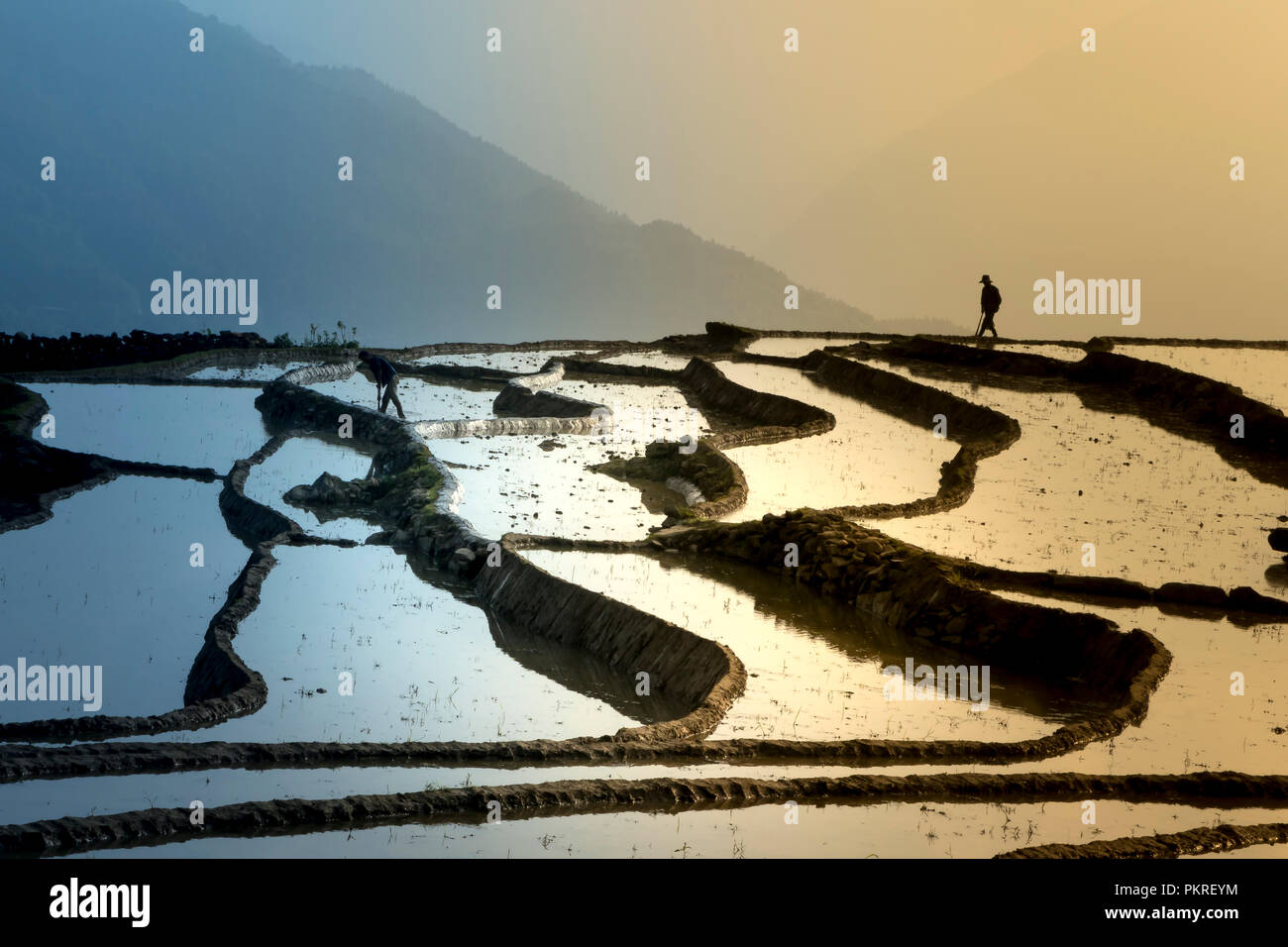 The image is as beautiful as the oil painting of terraced field in Mu ...